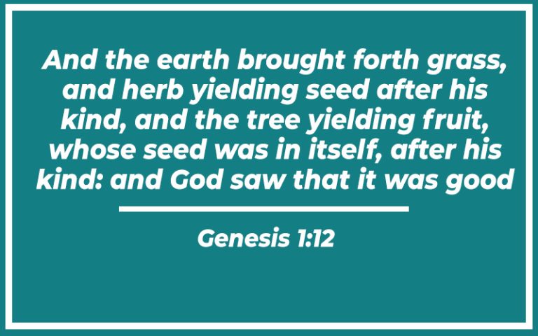 31+ Bible Verses about Seeds (with Related Verses) - Christianity Path