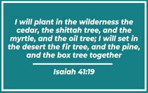 31+ Bible Verses about Trees (with Related Verses) - Christianity Path